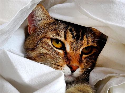 Ruby에서 값을 배열로 변환하는 3가지 안전한 방법