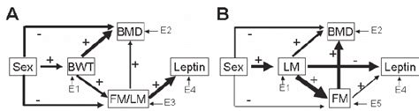 Structural Models For Mpd 143 43 Strains On A High Fat Diet Models A