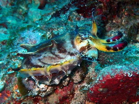 美しい生き物たち 串本でのダイビングは南紀シーマンズクラブ