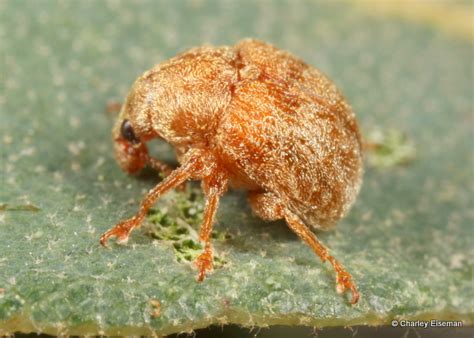 Monthly Mystery 2 Oak Skeletonizers Bugtracks