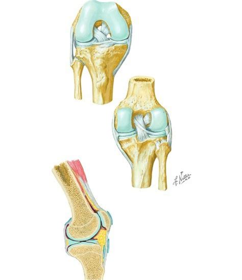 Knee Joint Diagram Quizlet