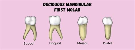 Deciduous Mandibular First Molar Dental Education Hub
