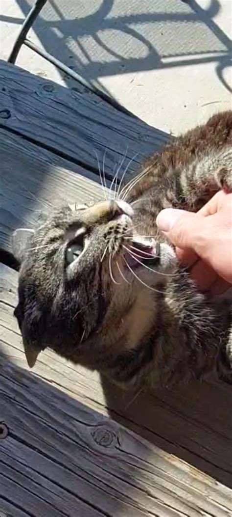 Which Scug Would My Cat Be Rrainworld