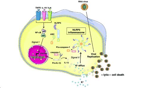 Proposed Model Nf κb Activation Following Tlr3 Tnfr Or Il 1r Download Scientific Diagram