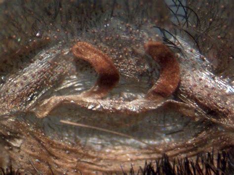 How To Sex Your Tarantula Tarantula Forum