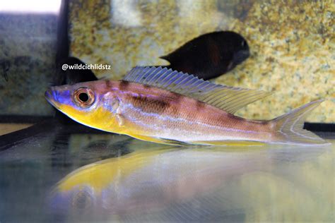 Wcichlidculture Wcichlidculture Added A New Photo