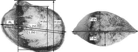 Diagram Showing The Shell Measurements Used In The Description Download Scientific Diagram