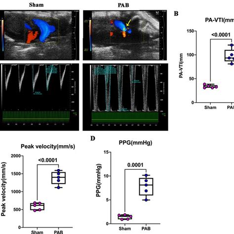 Validation Of Neonatal Pulmonary Hypoperfusion In Pab Rats At Postnatal Download Scientific