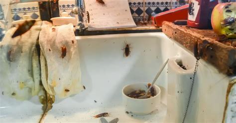 Cómo Eliminar Las Cucarachas Del Desagüe Raza Folklorica