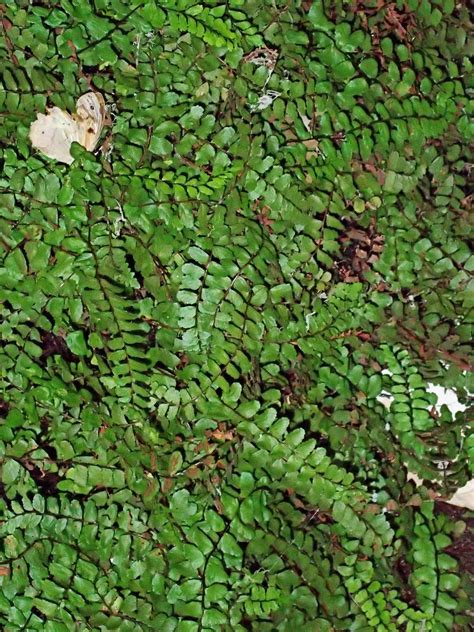 Asplenium Trichomanes
