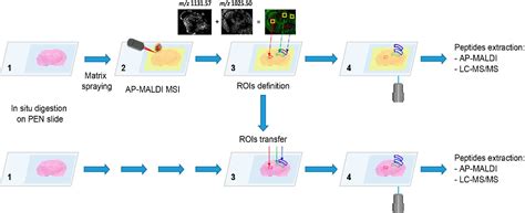 Figure 2 From Mass Spectrometry Imaging Laser Capture Microdissection