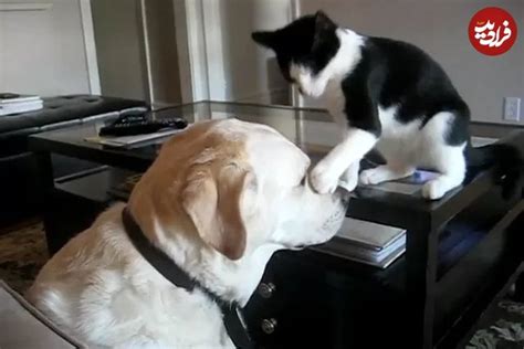 ویدیو نبرد کروکودیل بزرگ نیل با سگ های وحشی بر سر ناهار