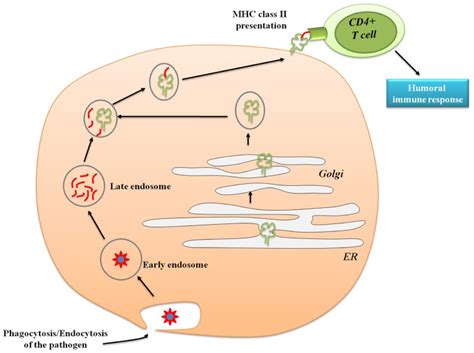 Antigen Presentation Via Major Histocompatibility Complex Class Ii Exogenous Antigens Are