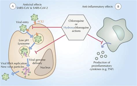 Scielo Brasil Primum Non Nocere Are Chloroquine And