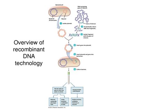 Recombinant Dna Technology
