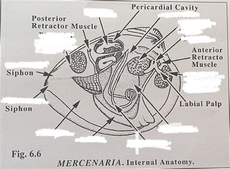 Bivalve Diagram Diagram Quizlet