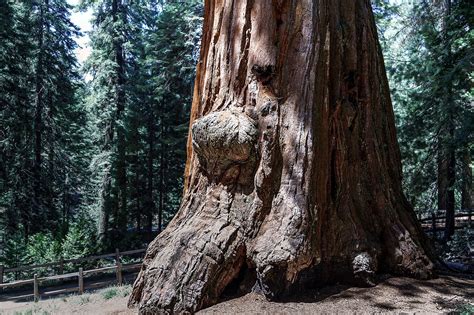 Sequioa Tree National Park Free Photo On Pixabay Pixabay