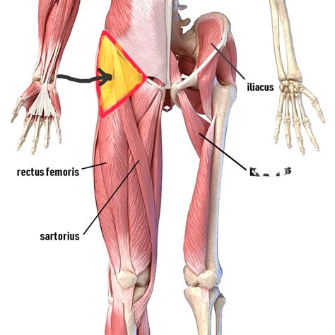 Hip Flexor Pain Hip Flexor Tendonitis Congruent Chiropractic