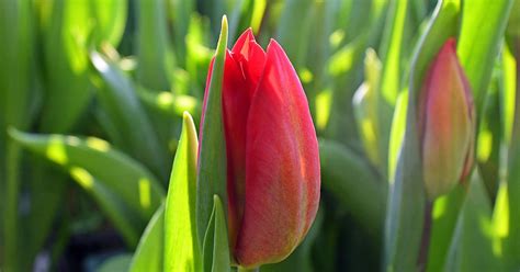 Как вырастить крупную луковицу тюльпана из детки Погода Mail