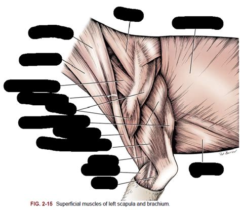 Diagram Of Forelimb Muscles Proximal Superficial Quizlet