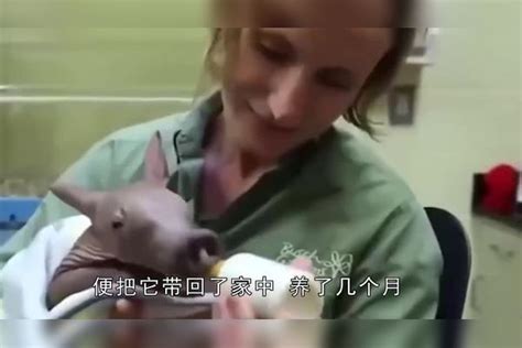 女子好心捡回一只无毛猪越养越不对劲哭诉这不是猪 好心 女子