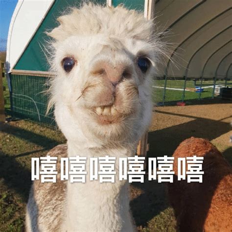 表情包 嘻嘻嘻 堆糖，美图壁纸兴趣社区