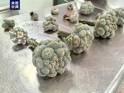 麦司卡林”的由来乌羽玉禁毒美国