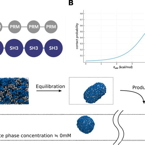Pairwise Interaction Cannot Reproduce Appropriate Dilute Phase Download Scientific Diagram