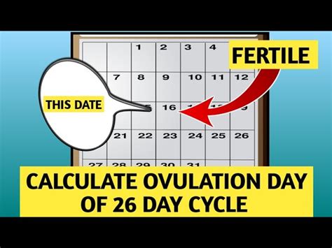 How To Get Pregnant With A 26 Day Cycle Branding Dan Advertising