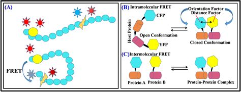 Fret Probe Pcr Diagram