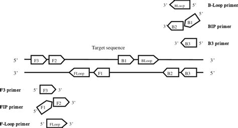 Schematic Representation Of Lamp Primer Design Two Inner Primers Fip Download Scientific