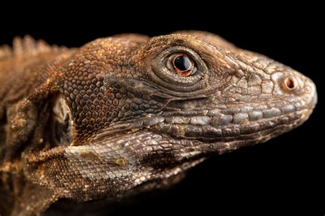 Ctenosaura Quinquecarinata