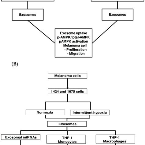 Schema Illustrating The Experimental Design And Data Analyses A