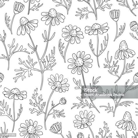 카모마일 꽃손으로 그린 원활한 벡터 패턴 흰색 배경에 검은 색 낙서 스트로크와 잉크 데이지 가정용 섬유 및 종이에 적합 0명에