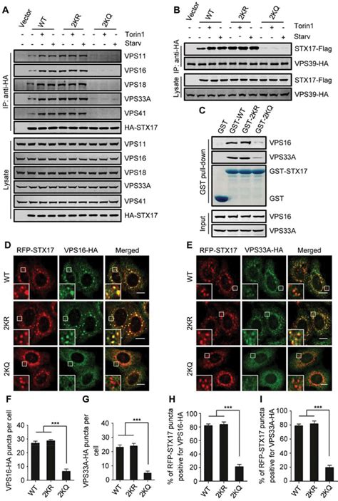 Acetylation Of Stx17 Inhibits Its Interaction With The Hops Complex Download Scientific