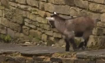 Goat Jumping S Tenor