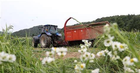 옥수수 사료 수확 바쁜 대관령