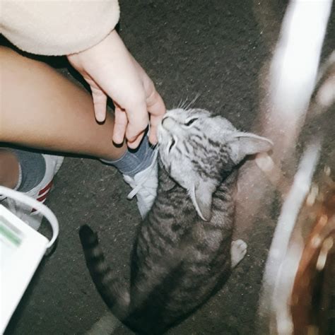 학원끝나고오는길에 고양이봤어짱귀 40 인스티즈 Instiz 일상 카테고리