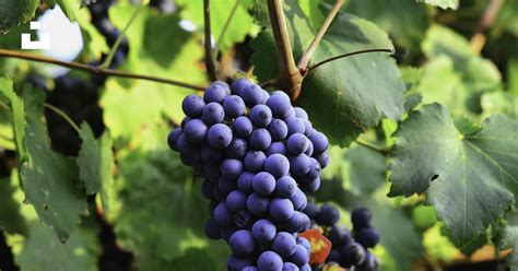 낮 동안 녹색 잎에 보라색 포도 사진 Unsplash의 무료 카스텔베트로 디 모데나 이미지