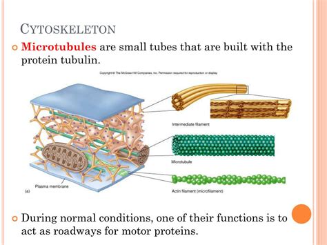 Ppt Cell Structure And Function Chapter 4 Biology 100 Powerpoint