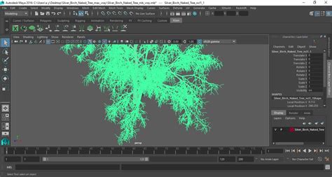 Silver Birch Naked Tree D Model Ds Blend C D Fbx Max Ma