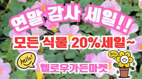 헬로우가든마켓🌳연말감사세일11수~31화까지식물20세일사랑초16종나이트프린세스일본단풍나무자엽자귀나무30흑향동백보라싸리블론즈싱고니움파이퍼핑크메탈핑크