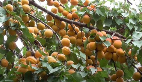 Як правильно саджати абрикос після зими для гарного врожаю Читайте на Ukr Net