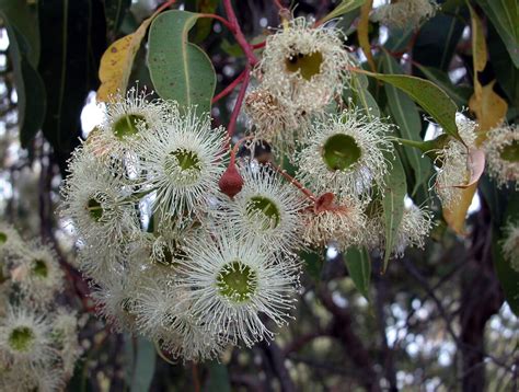 Ellenbrook Bushland Group In Praise Of Marri