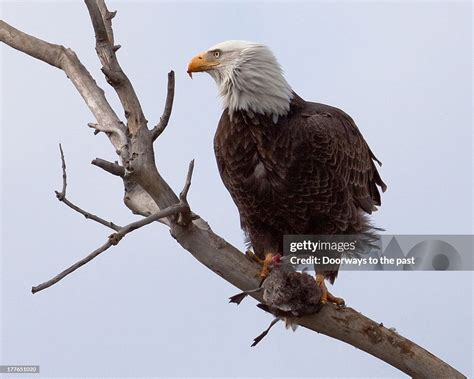 Bald Eagle Kill Photo Getty Images