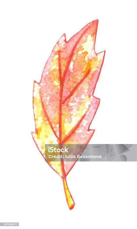 오크 잎의 수채화 그림 흰색 배경에 고립 된 자연 디자인의 요소 11월에 대한 스톡 벡터 아트 및 기타 이미지 11월 가을 가을 단풍 Istock