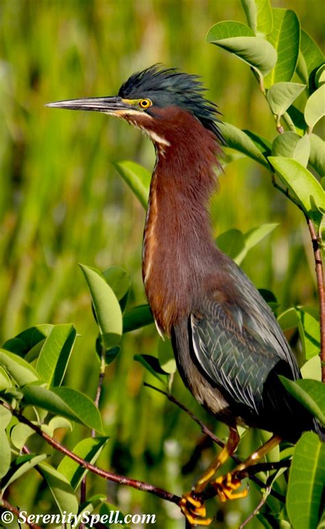 Green Wallpaper With Herons At Eva Gloucester Blog