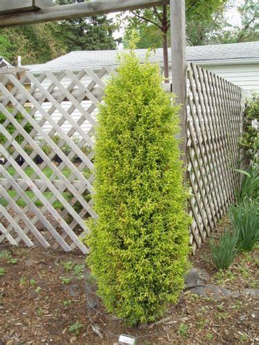 Juniperus Communis Gold Cone Gold Cone Common Juniper Conifer Trinomial