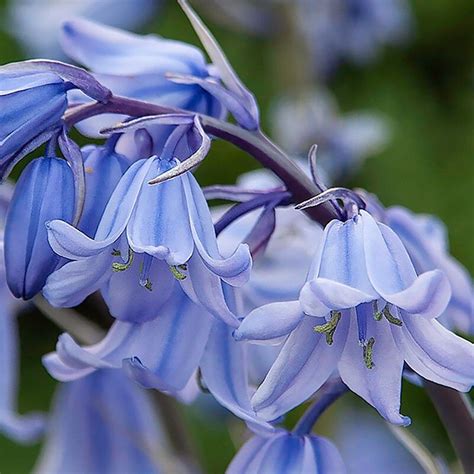 Bluebell Flower Canvas Floral Home Decor Photography Wall Art
