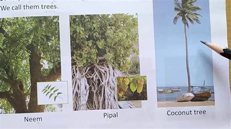 Class 1 Science Chapter 1 Plants Around Us Explanation Icse And Ncert